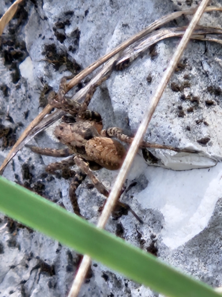 Fox Spiders from 60044 Fabriano AN, Italia on 14 March, 2024 at 03:36 ...