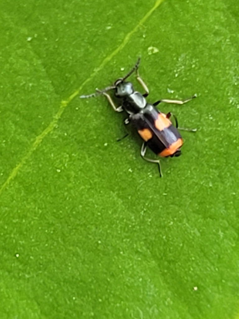 Anthocomus fasciatus from Frankfurt am Main Süd, Deutschland on March ...