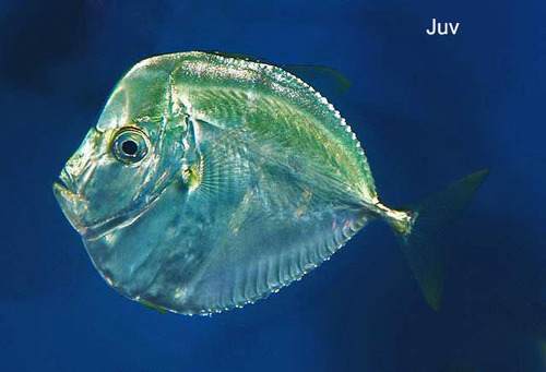 Atlantic Moonfish (Fishes of Alabama) · iNaturalist