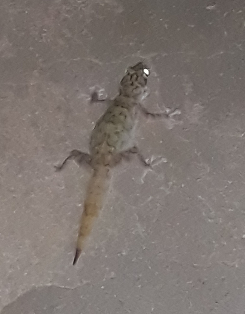 Togo Fan-footed Gecko in October 2023 by Karim Haddad · iNaturalist