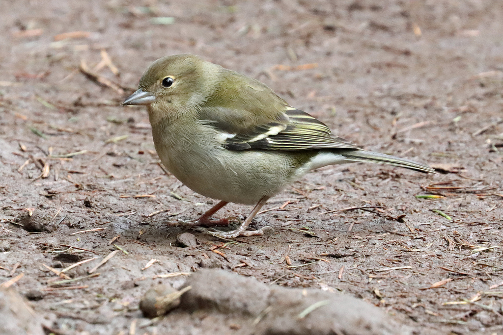 Madeiran Chaffinch from Machico, Portugal on March 3, 2024 at 11:05 AM ...