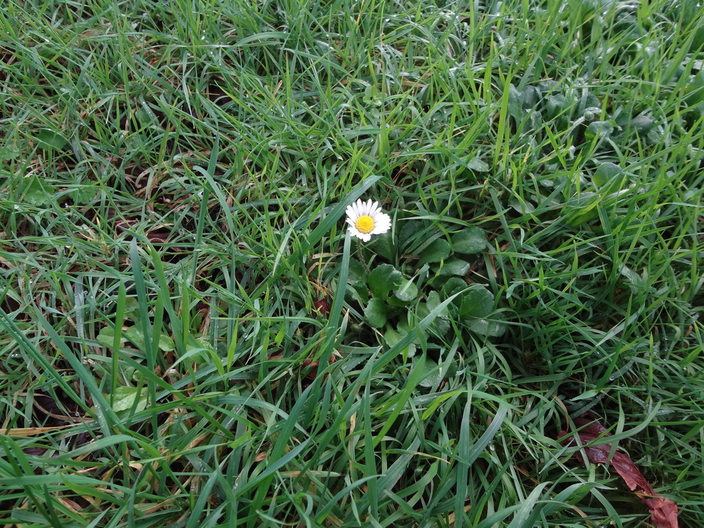 Lawn daisy from 53380 La Croixille, France on February 22, 2024 at 06: ...