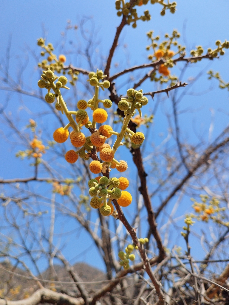 fern-leaf acacia from Tepoztlán, Morelos, México on March 13, 2024 at ...