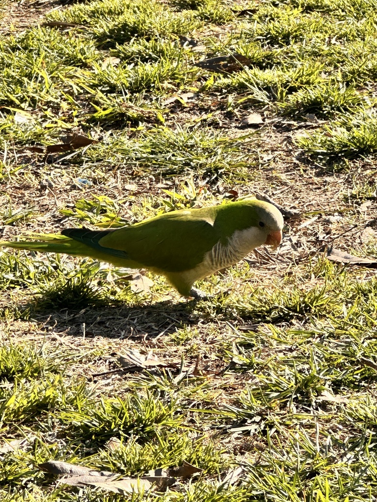 Monk Parakeet from Parque de la Ciutadella, Barcelona, Barcelona, ES on ...