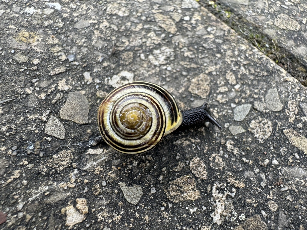 White-lipped Snail from Birch Close, York, England, GB on 14 March ...