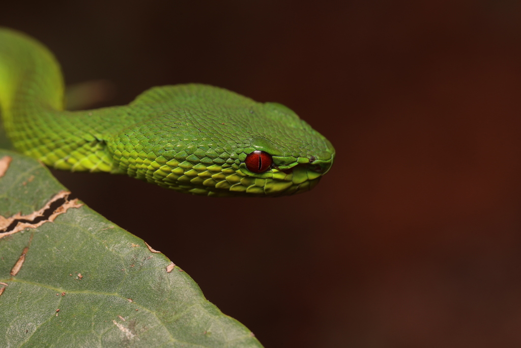 Pope’s Tree Viper in May 2023 by shensike · iNaturalist