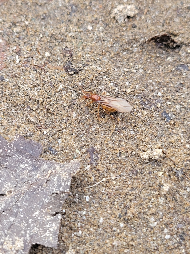 American Winter Ant from London Britain, PA 19350, USA on March 4, 2024 ...