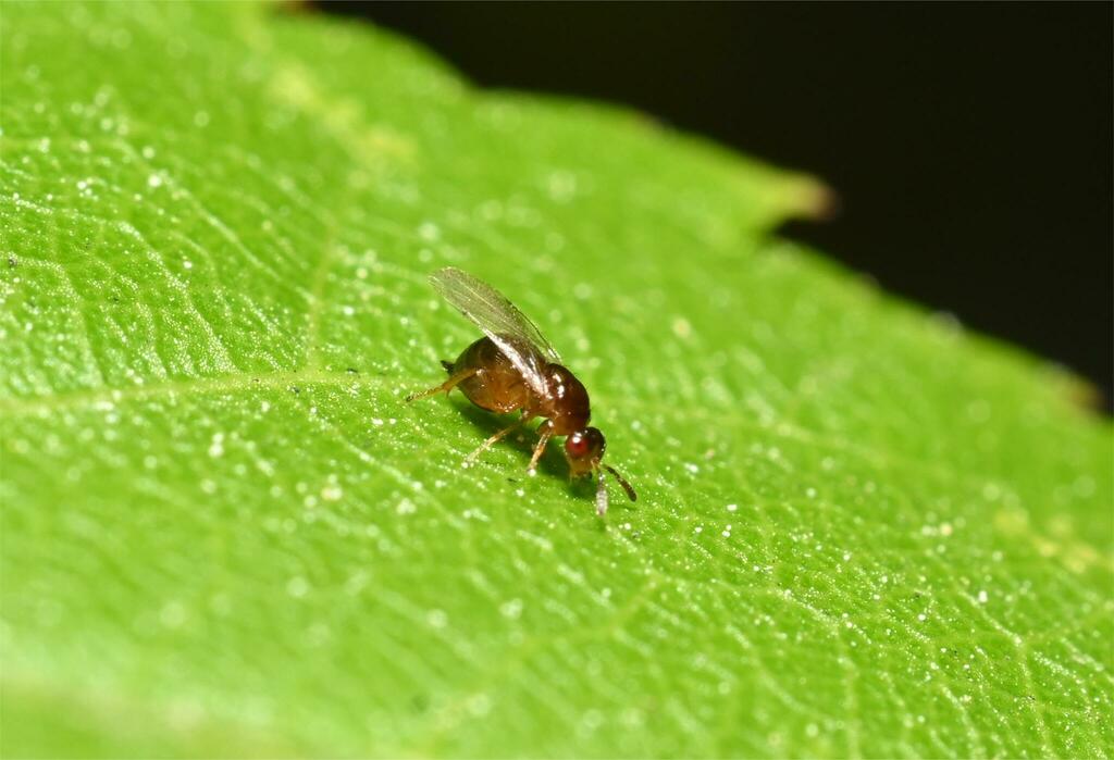 Ormyridae from 福建农林大学 on March 14, 2024 at 11:16 PM by tref · iNaturalist