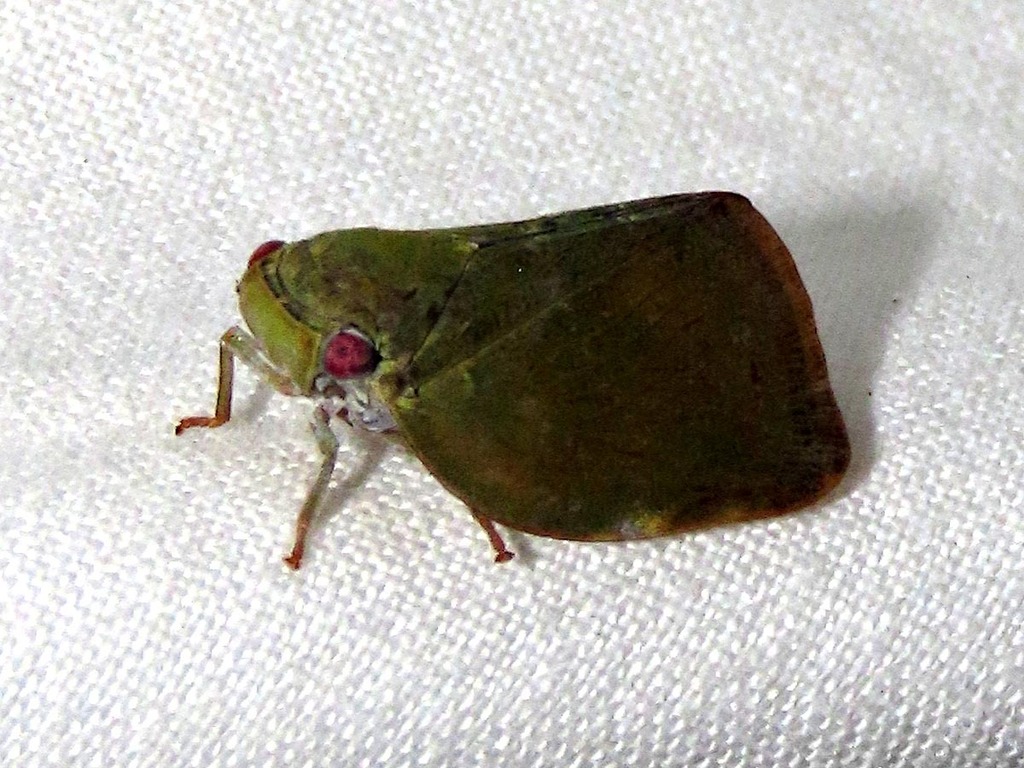 Ricaniid Planthoppers from Chizavane, Mozambique on March 11, 2024 at ...