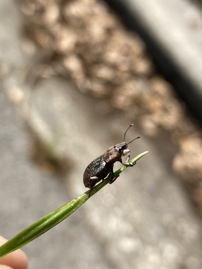Sesuvium Weevil from NW 13th Ave, Gainesville, FL, US on March 14, 2024 ...