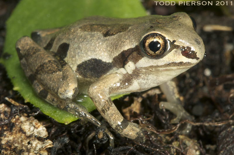 Ornate Chorus Frog (Amphibians of Alabama) · iNaturalist