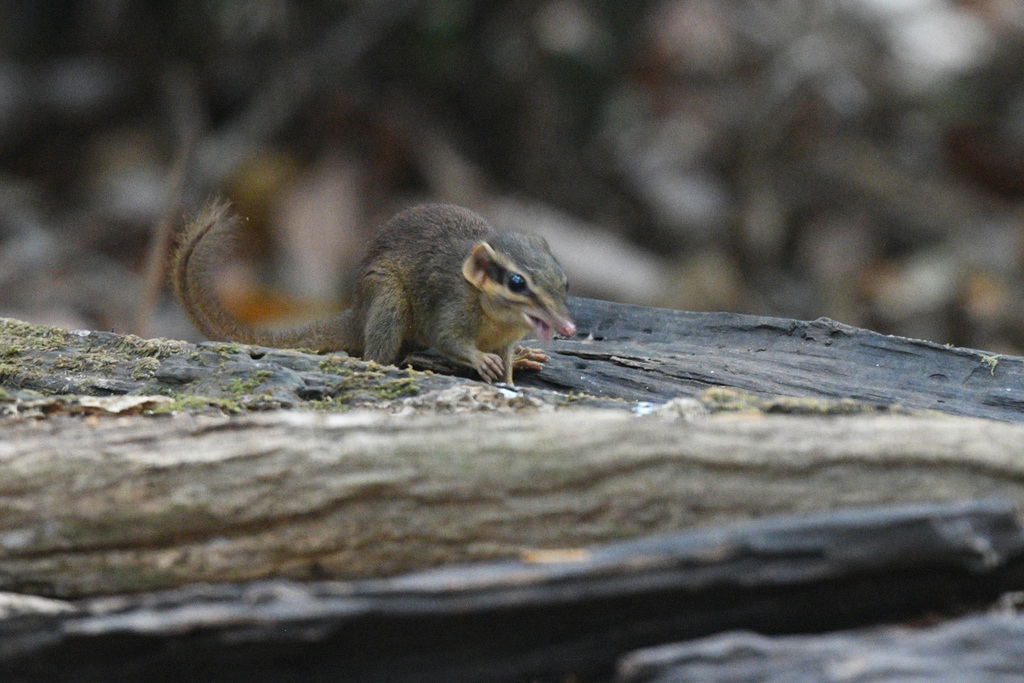 Northern Smooth-tailed Treeshrew from Tân Phú District, Dong Nai ...