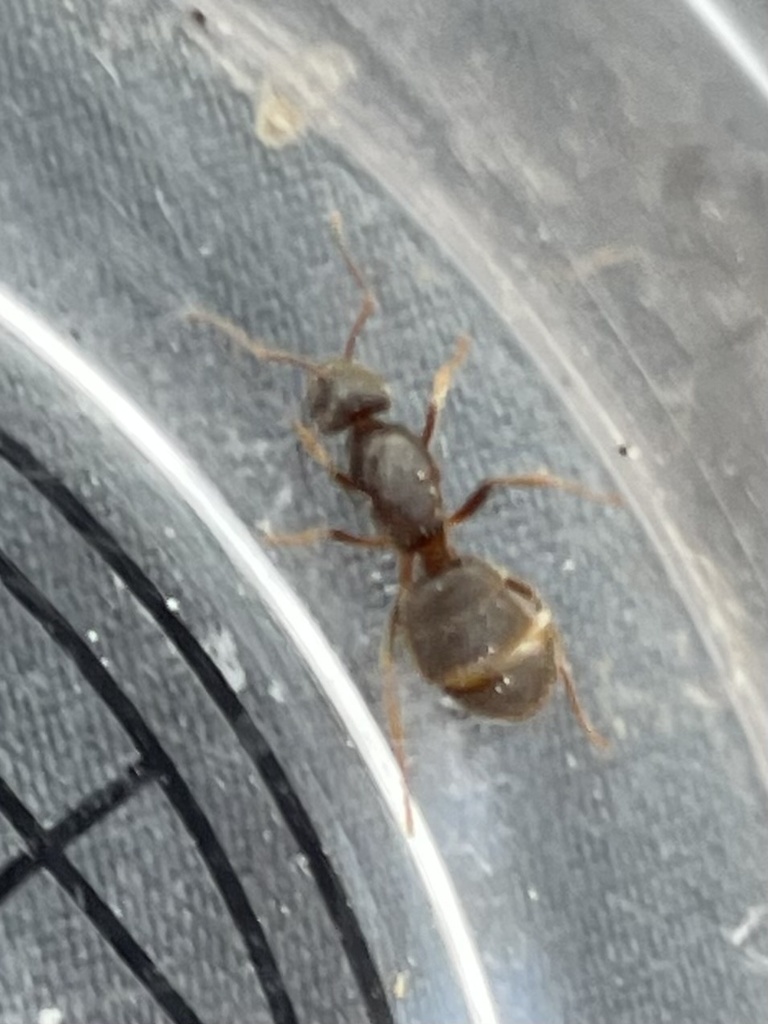 Shaded Fuzzy Ant from Kent Island, Stevensville, MD, US on March 14 ...