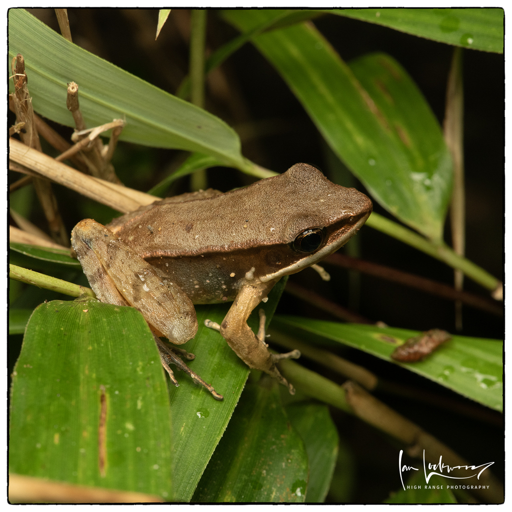 Sri Lankan Golden-backed frog in January 2024 by Ian Lockwood · iNaturalist