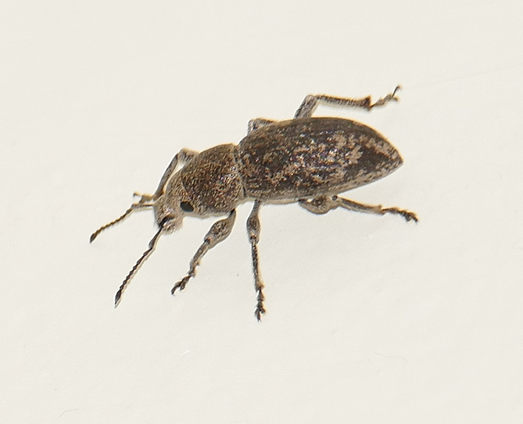 Orimodema protracta from North Rim, AZ 86052, USA on March 14, 2024 at ...