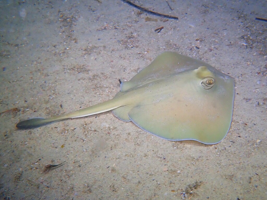 Sparsely-spotted Stingaree from South Cottesloe Nth Sponge Gardens ...
