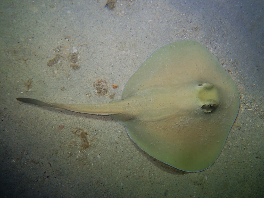 Sparsely-spotted Stingaree from South Cottesloe Nth Sponge Gardens ...