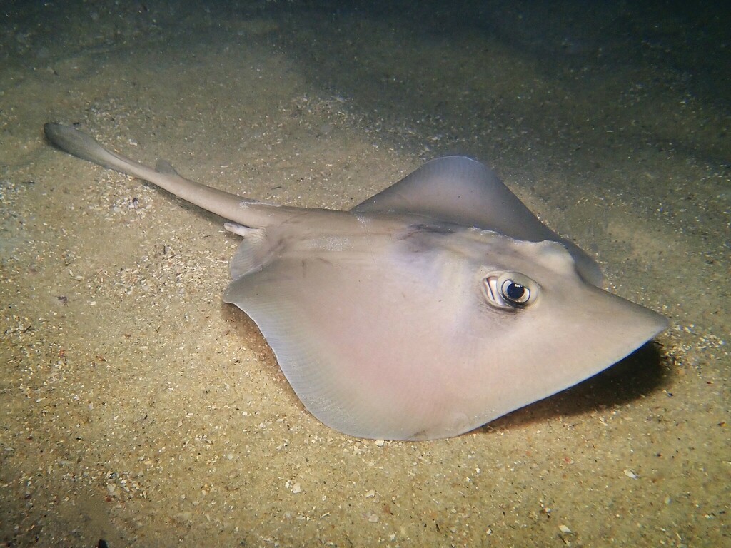 Masked Stingaree from South Cottesloe Nth Sponge Gardens, Perth WA ...