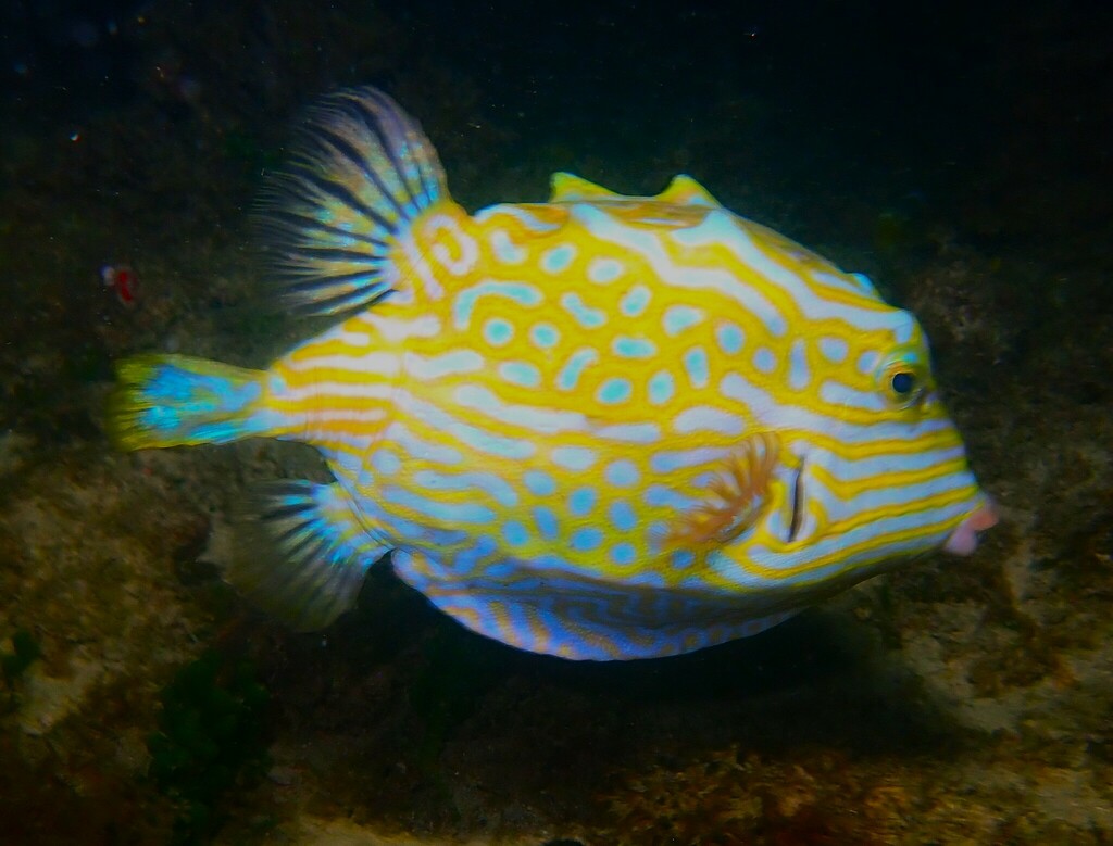 Shaw's Cowfish from South Cottesloe Nth Sponge Gardens, Perth WA ...