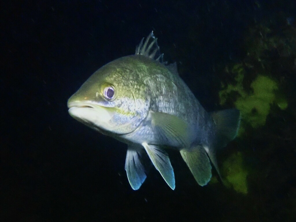 Black Sand Bass from South Cottesloe Nth Sponge Gardens, Perth WA ...
