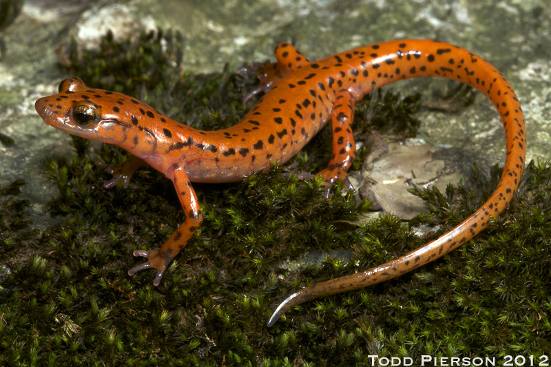 Cave Salamander (Amphibians of Alabama) · iNaturalist