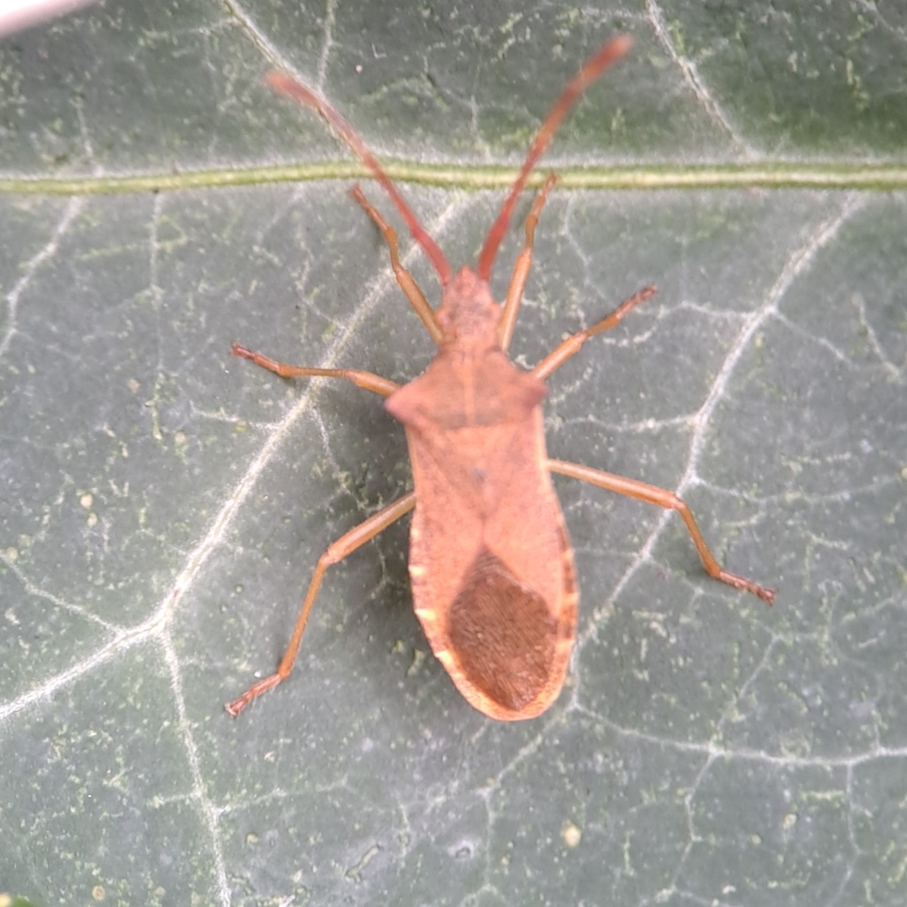 Box Bug from 1170 Watermael-Boitsfort, Belgique on March 14, 2024 at 03 ...