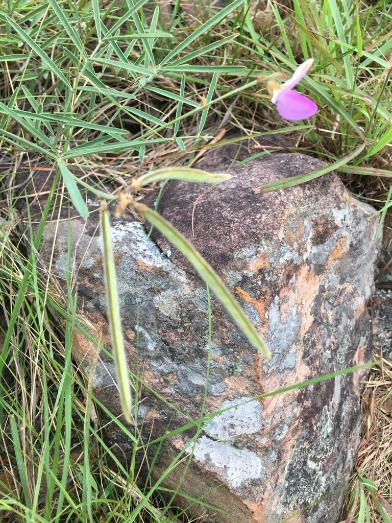 Hoarypeas from Mahogany Ridge, Pinetown, 3608, South Africa on March 14 ...
