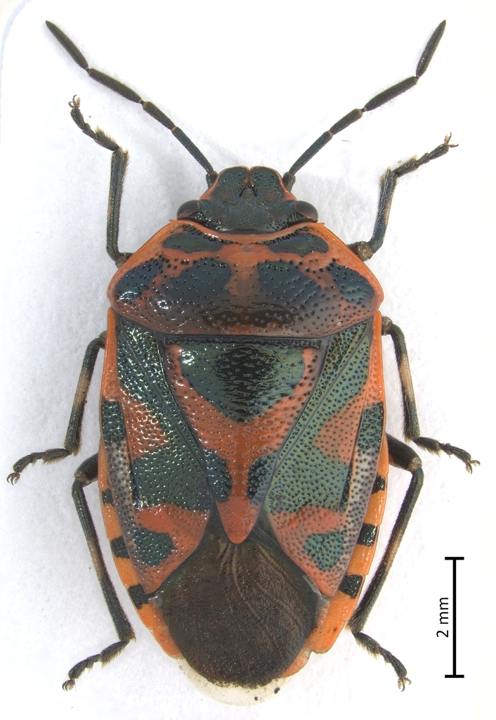 red cabbage bug from Stațiunea Zoologică Marină Agigea, România on ...