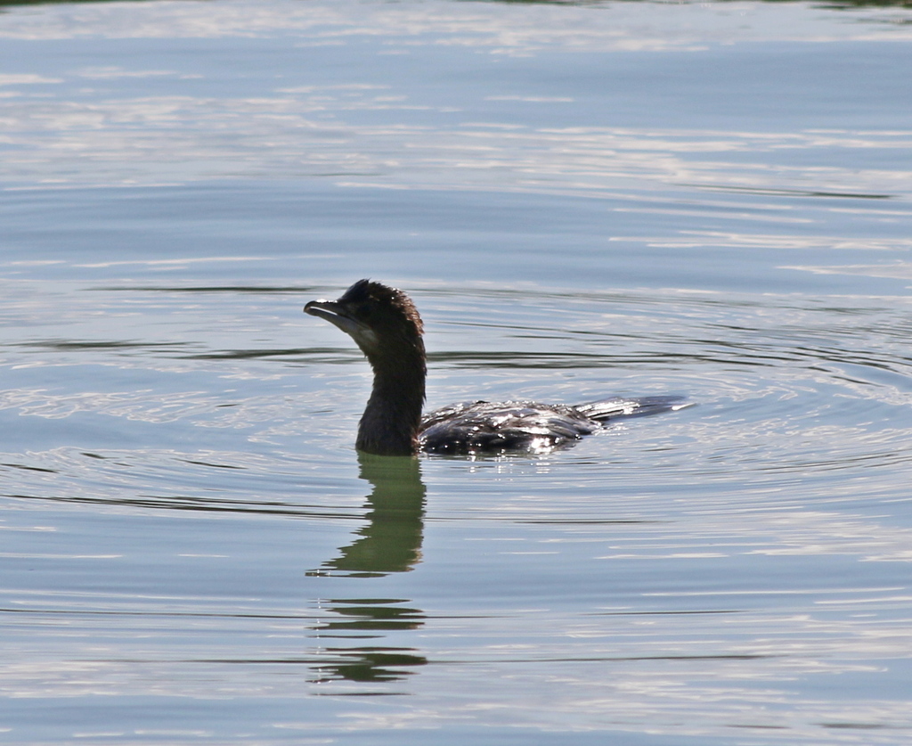 Pygmy Cormorant from Нови-Београд, Белград, Сербия on March 3, 2024 at ...