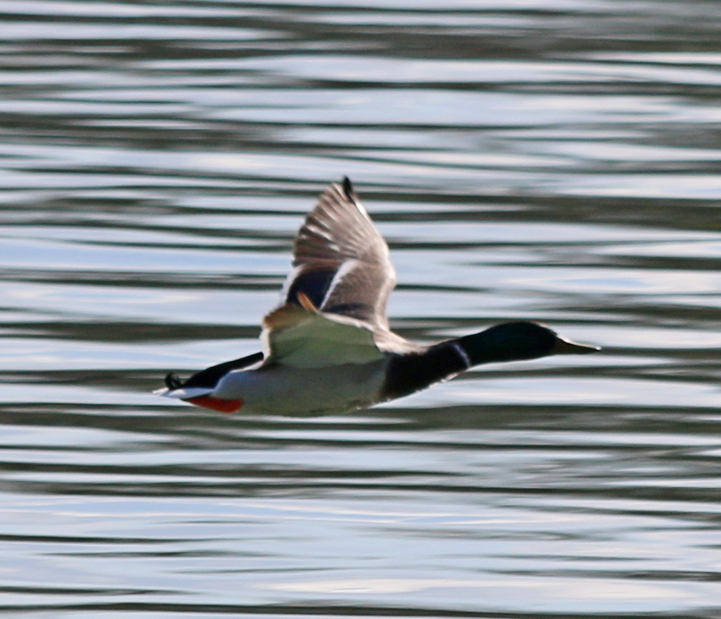 Mallard from Нови-Београд, Белград, Сербия on March 3, 2024 at 12:27 PM ...