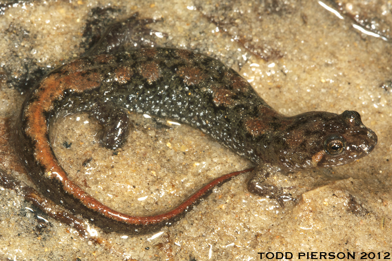 Apalachicola Dusky Salamander (Amphibians of Alabama) · iNaturalist