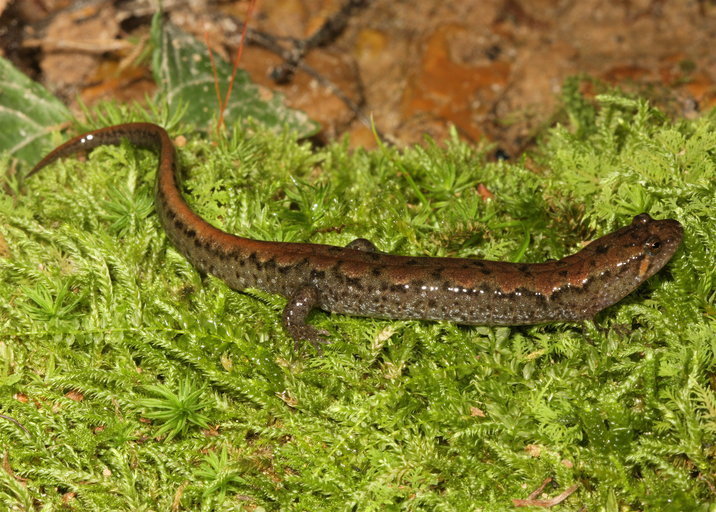 Southern Dusky Salamander