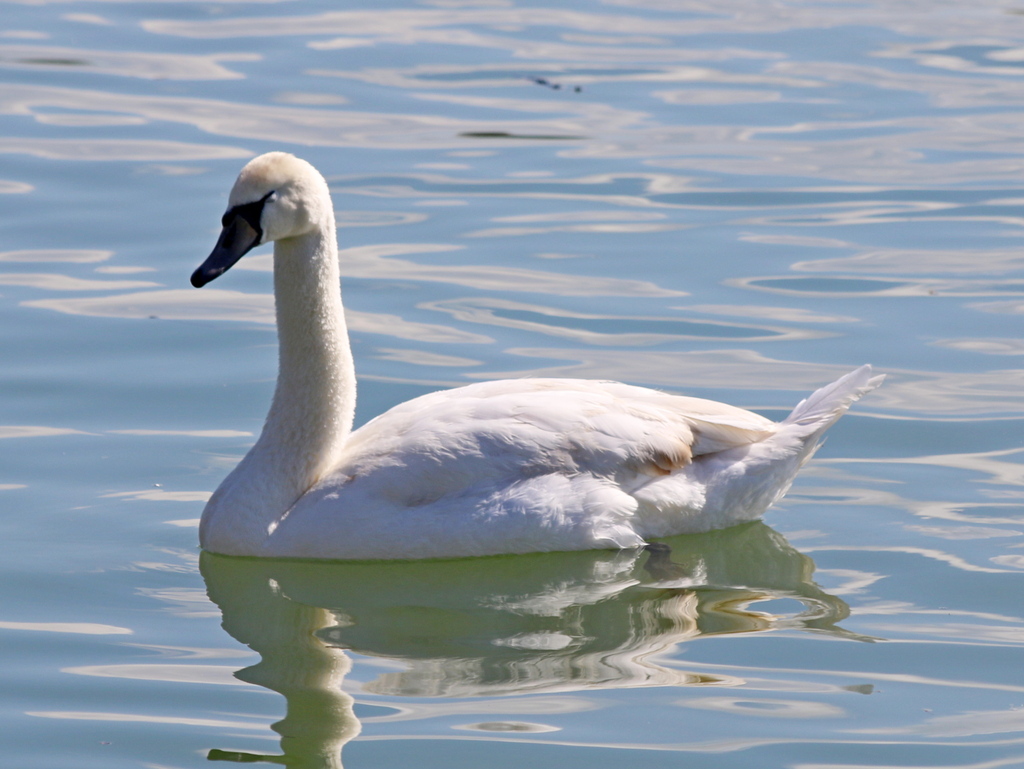 Mute Swan from Нови-Београд, Белград, Сербия on March 3, 2024 at 12:27 ...