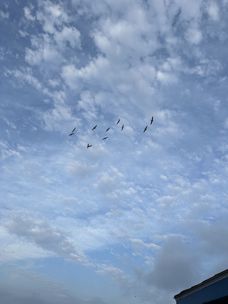 Brown Pelican from South Padre Island, South Padre Island, TX, US on ...