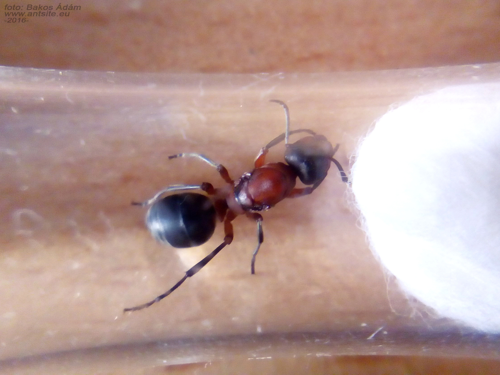 Blood-red Field Ant from Budapest, Kővár, 1028 Magyarország on June 18 ...