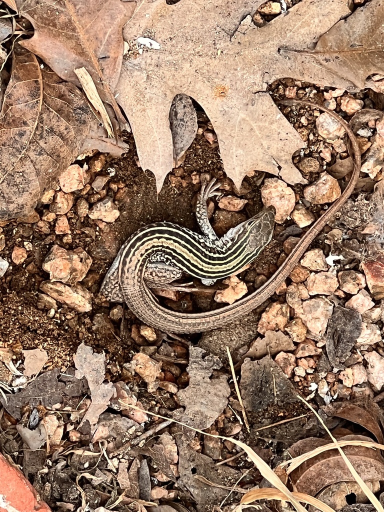 Common Spotted Whiptail from N Grant Ave, New Braunfels, TX, US on ...