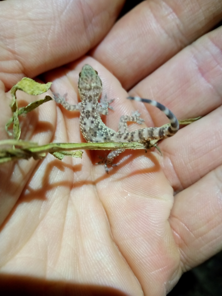 Mediterranean House Gecko from Central East Austin, Austin, TX, USA on ...
