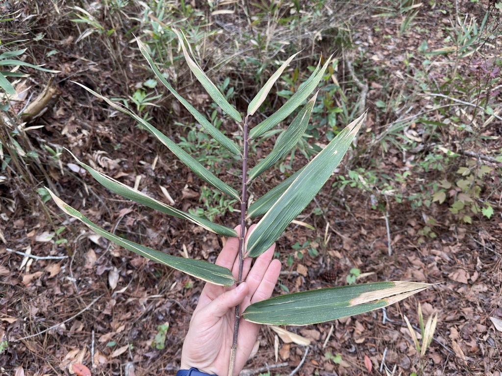 switch cane in March 2024 by Eric Blomberg · iNaturalist