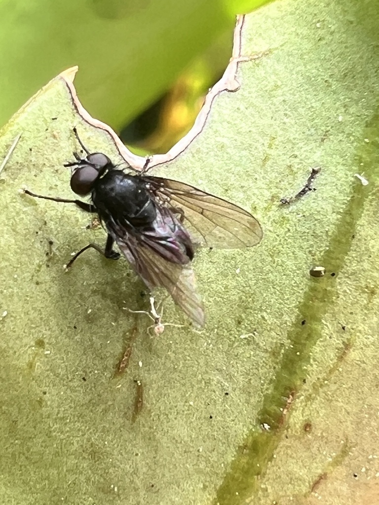 House Flies and Allies from Waihaha Scenic Reserve, Turangi, Waikato ...