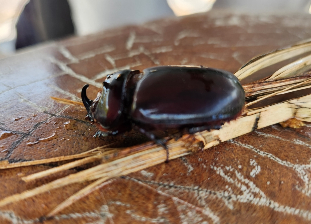 Boas Rhinoceros Beetle from Mukambi Safari Lodge, Near Chunga Kafue ...