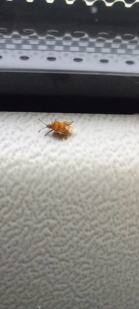 Birch Catkin Bug from Quatre Bras, 3080, Bélgica on March 14, 2024 at ...