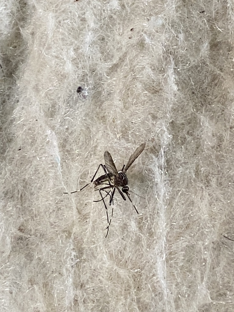 Striped Mosquito in March 2024 by mrsdew17 · iNaturalist