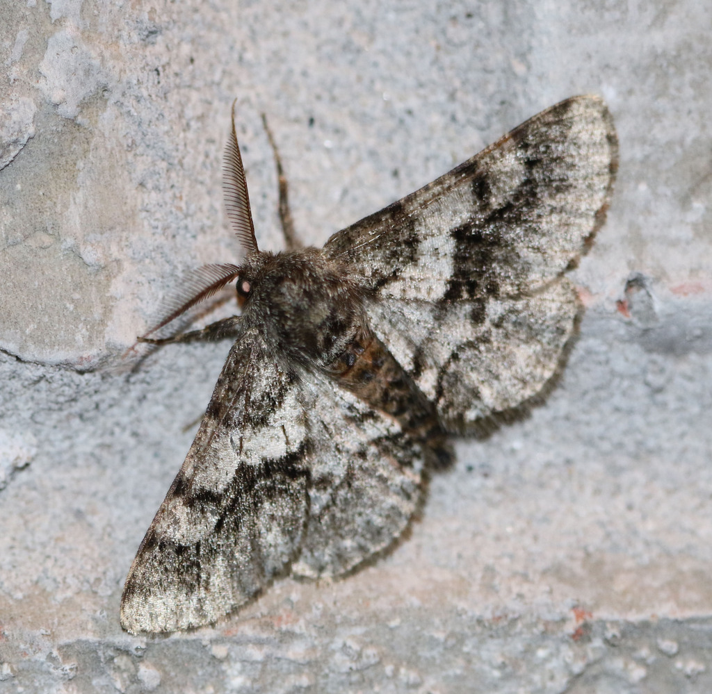 Woolly Gray Moth from Canyon Creek, Bryan, TX, USA on March 11, 2024 at ...