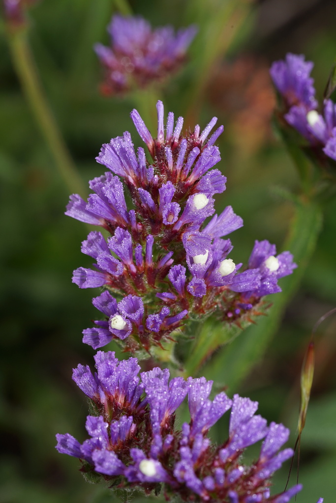 Blue statice from Del Mar Mesa Rd, San Diego, CA, US on March 14, 2024 ...