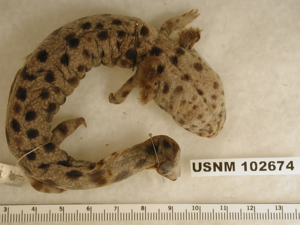 Gulf Coast Waterdog (Amphibians of Alabama) · iNaturalist