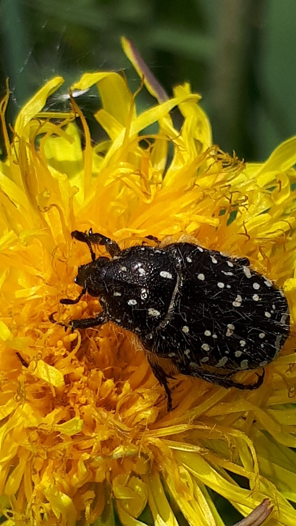 Mediterranean Spotted Chafer from Unnamed Road, 94362 Neukirchen ...
