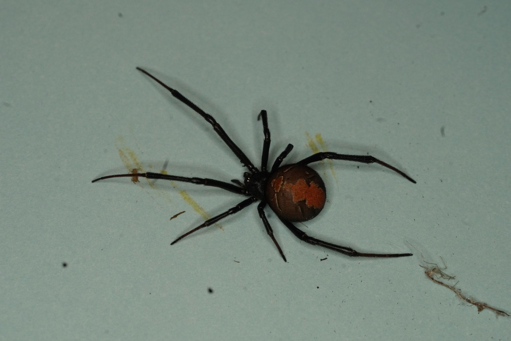 Redback Spider from Bullsbrook WA 6084, Australia on September 26, 2023 ...