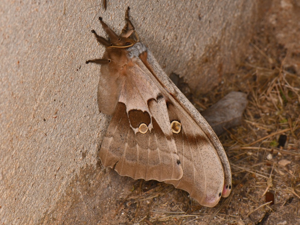 Polyphemus Moth from Williamson County, TX, USA on March 13, 2024 at 05 ...