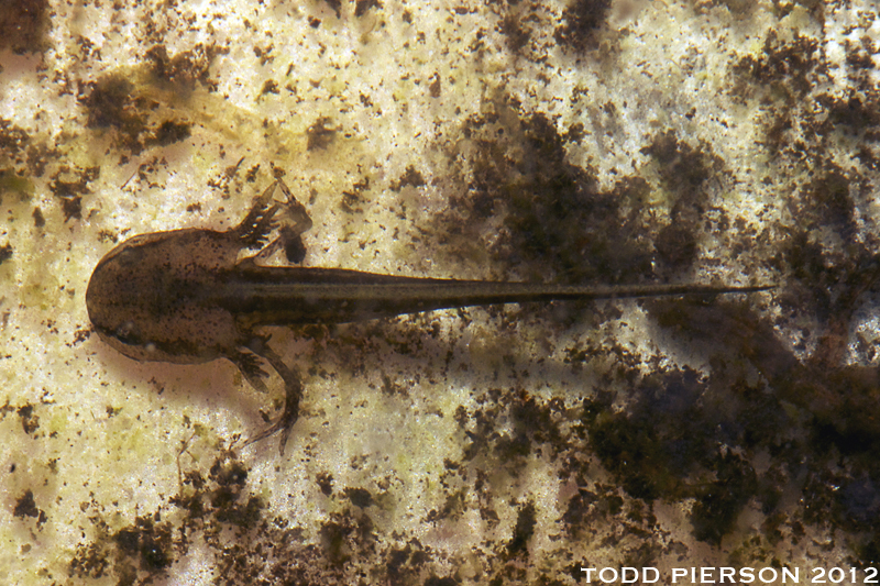 Reticulated Flatwoods Salamander (Amphibians of Alabama) · iNaturalist