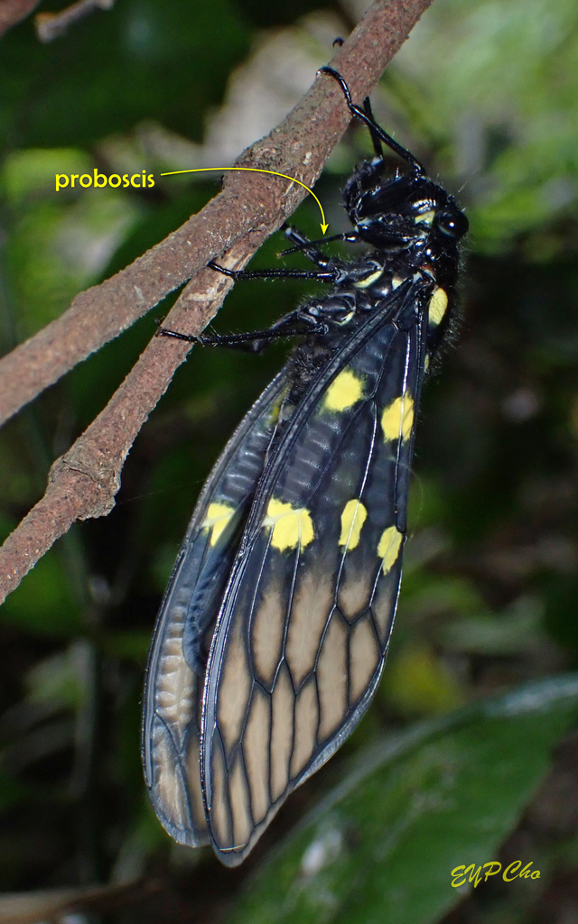 Speckled Black Cicada from Shuen Wan, Hong Kong on March 13, 2024 at 03 ...